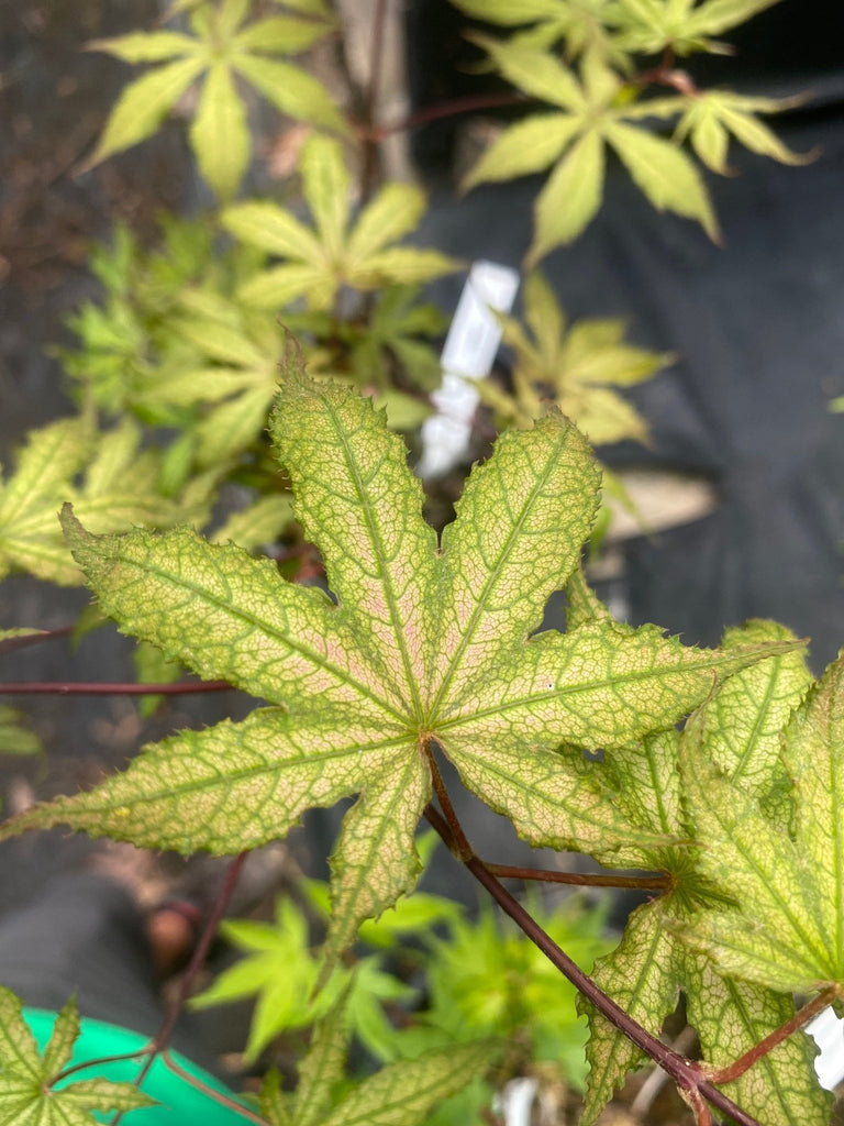 Acer palmatum 'Pastel' Reticulated Japanese Maple – Maple Ridge Nursery