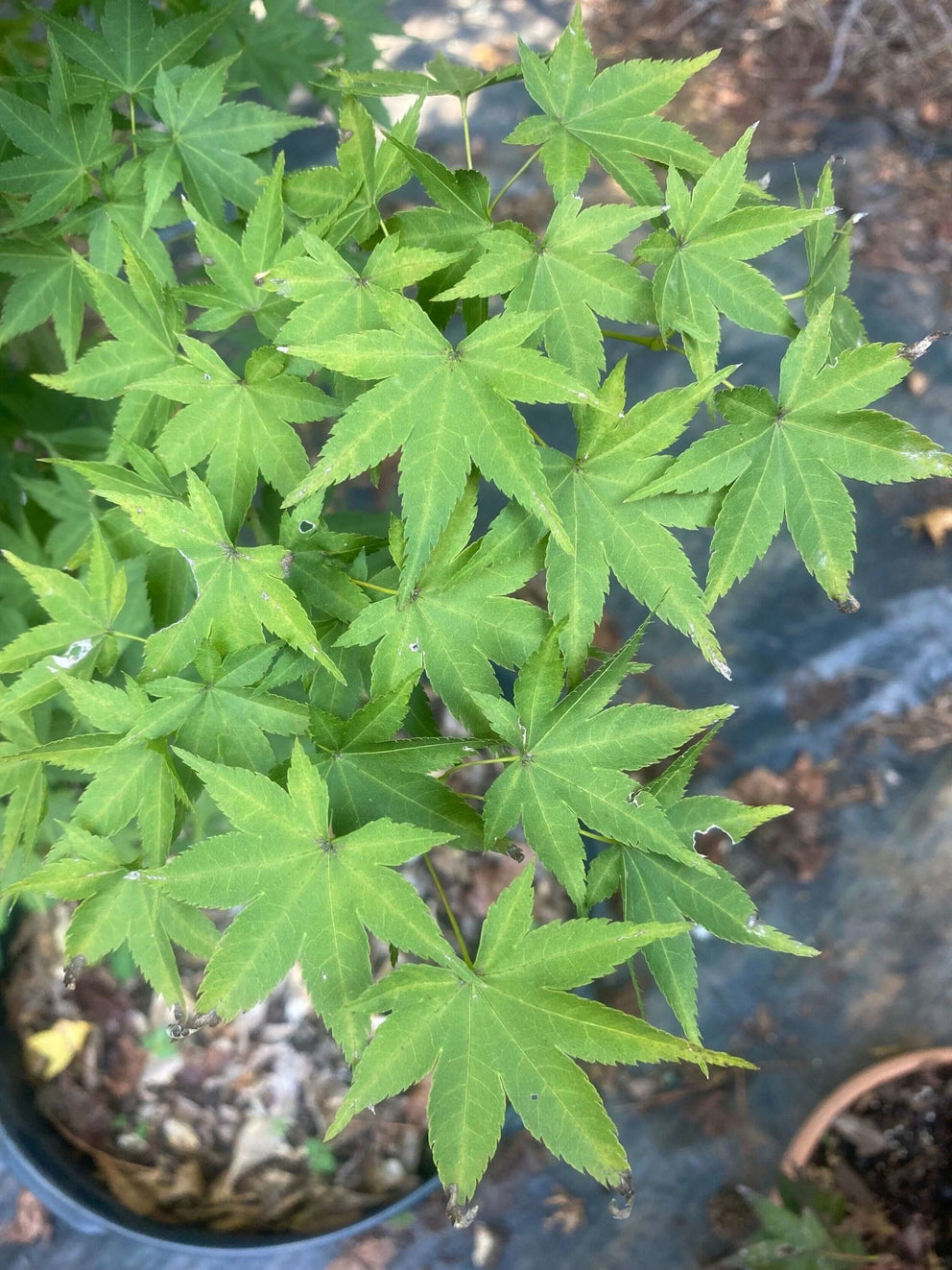 Acer palmatum 'Peve Multicolor' Variegated Japanese Maple – Maple Ridge ...