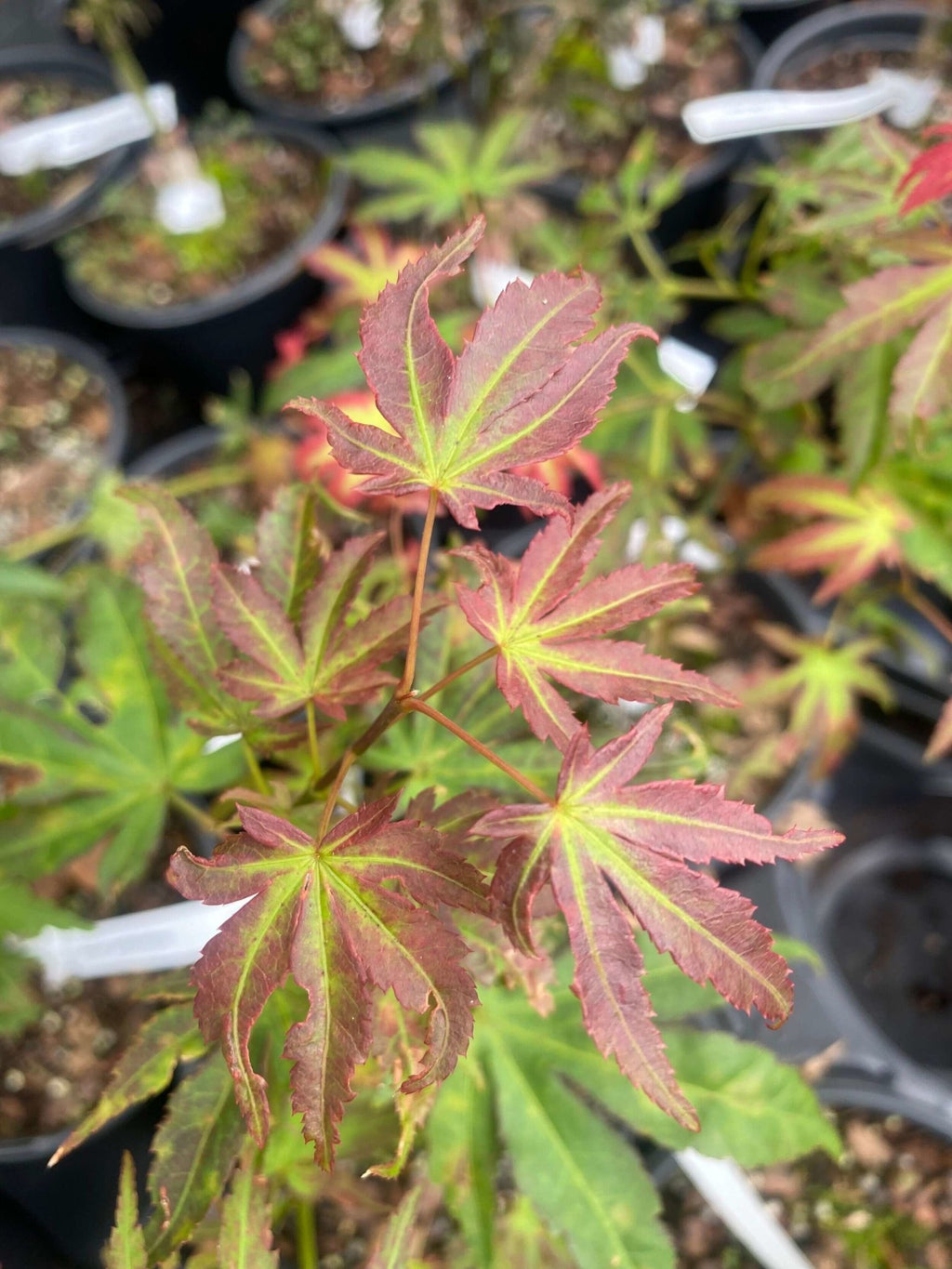Acer palmatum 'Phantom Flame' Reticulated Japanese Maple – Maple Ridge ...