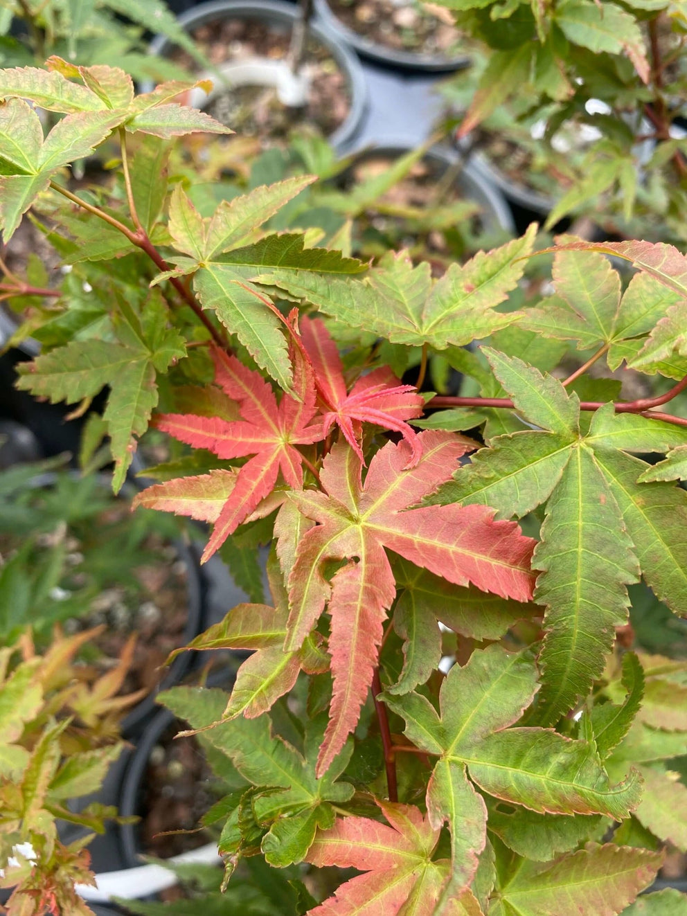 Acer palmatum 'Phoenix' Corallinum Japanese Maple – Maple Ridge Nursery