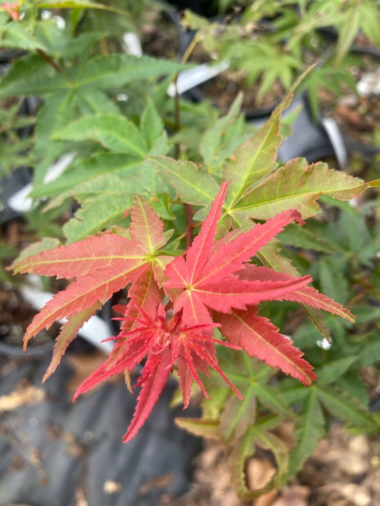 Acer palmatum 'Phoenix' Corallinum Japanese Maple – Maple Ridge Nursery