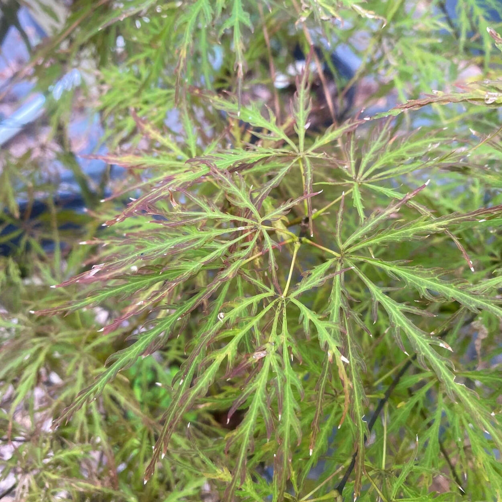 Acer palmatum 'Pink Filigree' Dwarf Japanese Maple – Maple Ridge Nursery