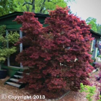 Acer palmatum 'Pixie' Red Japanese Maple – Maple Ridge Nursery