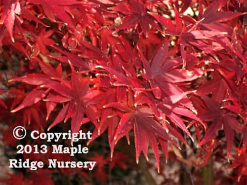 Acer palmatum 'Pixie' Red Japanese Maple – Maple Ridge Nursery