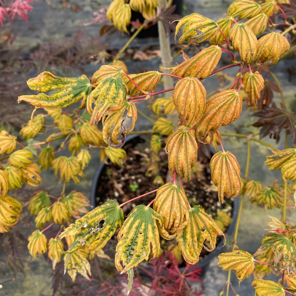 Acer palmatum 'Purple Curl' Variegated Japanese Maple – Maple Ridge Nursery