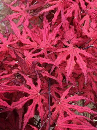Ghost Japanese Maples – Maple Ridge Nursery