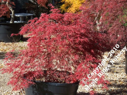 Acer palmatum 'Red Select' Dwarf Japanese Maple – Maple Ridge Nursery