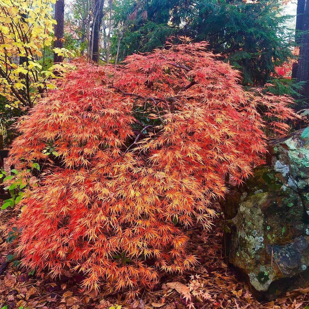 Acer palmatum 'Rock Star' Dwarf Japanese Maple – Maple Ridge Nursery