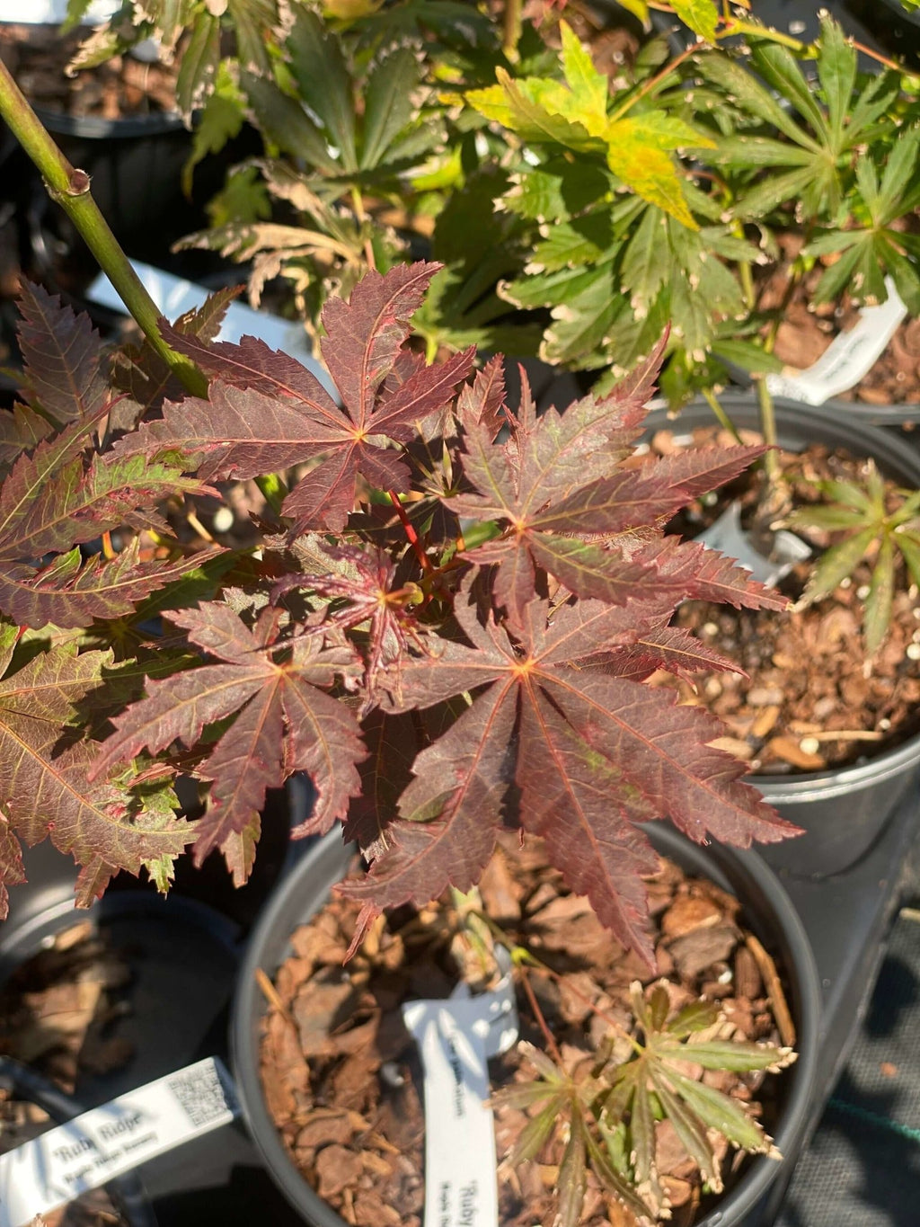 Acer palmatum 'Ruby Ridge' Red Japanese Maple – Maple Ridge Nursery