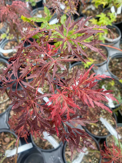 Acer palmatum 'Scarlet Princess' Dwarf Japanese Maple – Maple Ridge Nursery