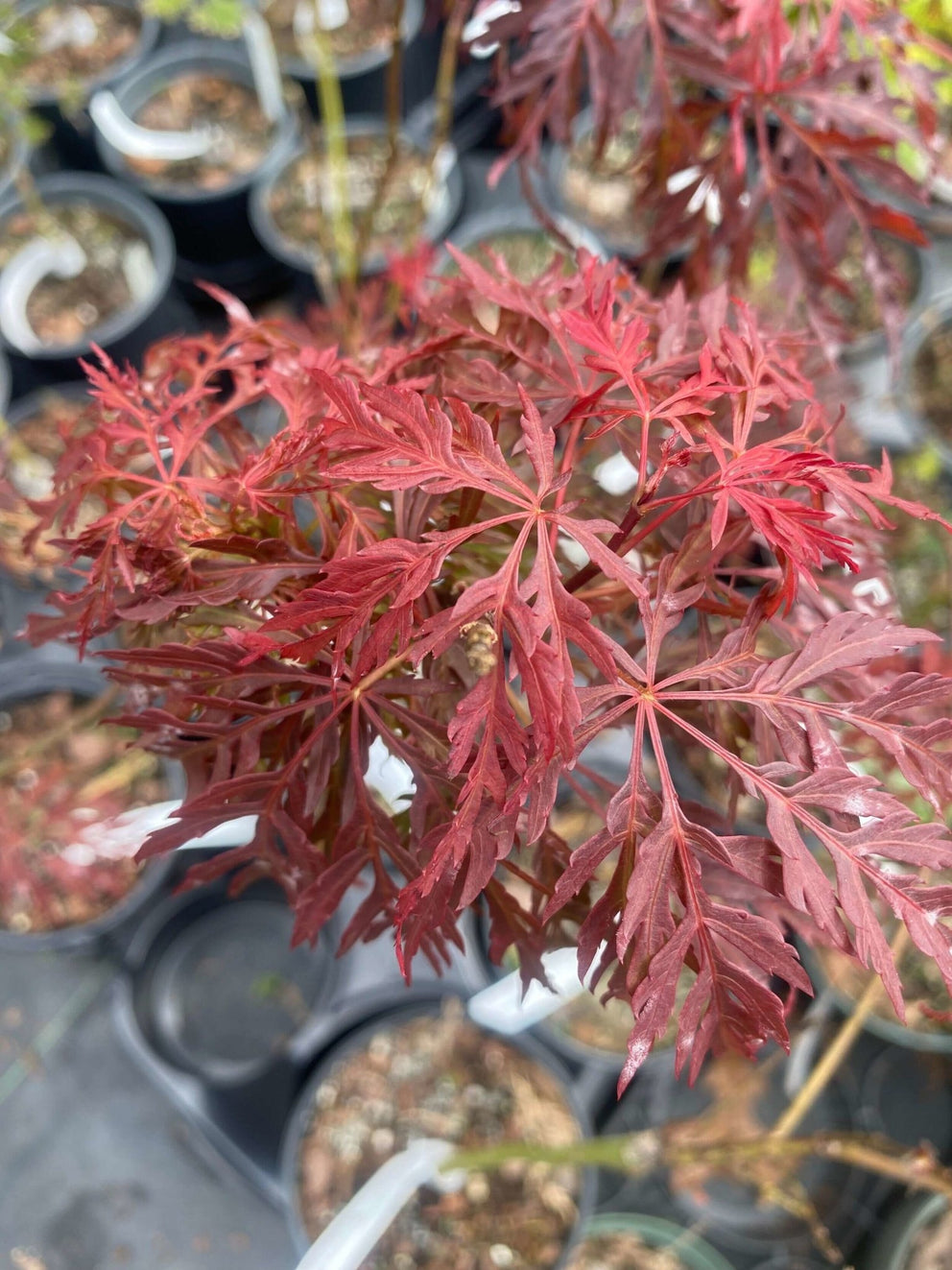 Acer palmatum 'Scarlet Princess' Dwarf Japanese Maple – Maple Ridge Nursery