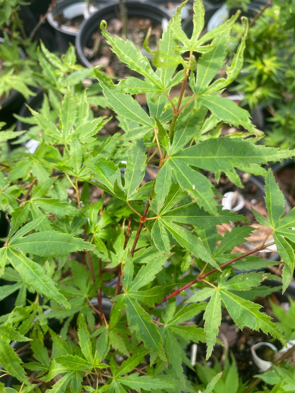 Acer palmatum 'Seuss Sister' Variegated Japanese Maple – Maple Ridge ...