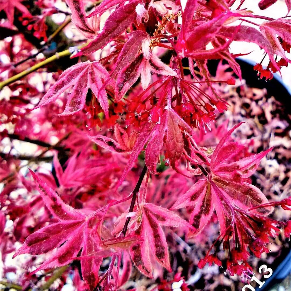 Buy Acer palmatum 'Shirazz' Variegated Japanese Maple – Maple Ridge Nursery