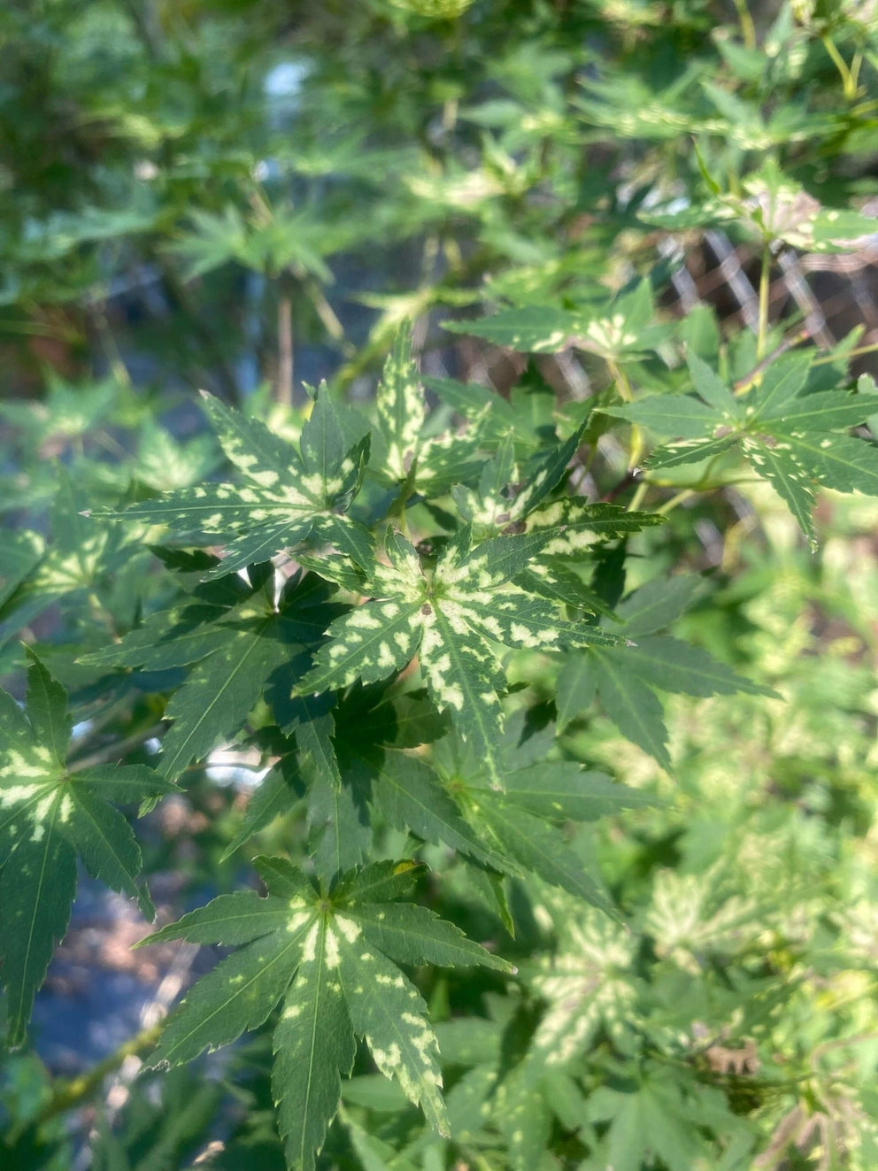 Acer palmatum 'Shiro' Variegated Japanese Maple – Maple Ridge Nursery