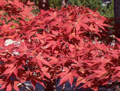 Acer palmatum 'Shojo nomura' Red Upright Japanese Maple – Maple Ridge ...
