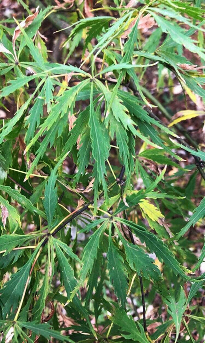 Acer palmatum 'Spring Delight' Dwarf Japanese Maple – Maple Ridge Nursery