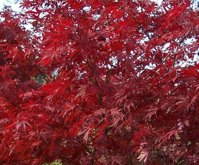 Acer palmatum 'Sumi nagashi' Red Upright Japanese Maple – Maple Ridge ...