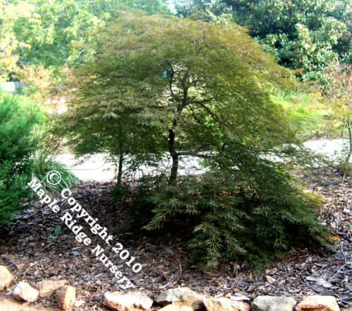 Acer palmatum 'Waterfall' Dwarf Japanese Maple – Maple Ridge Nursery