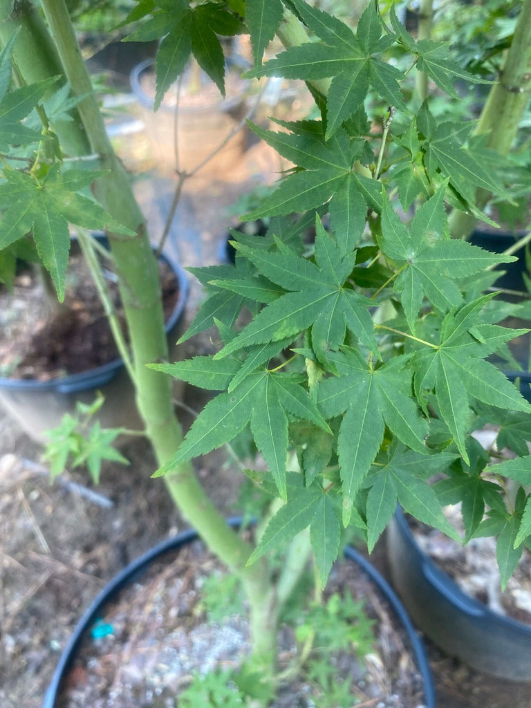 Acer palmatum 'Tess' Green Japanese Maple – Maple Ridge Nursery