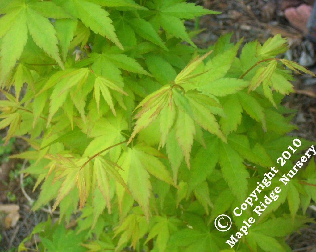 Acer palmatum 'Tsukasa Silhouette' Green Columnar Japanese Maple ...