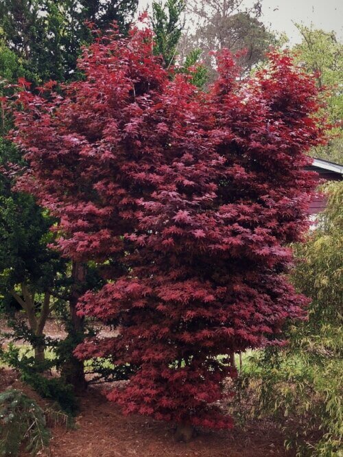 Shop All Japanese Maples - Red – Maple Ridge Nursery