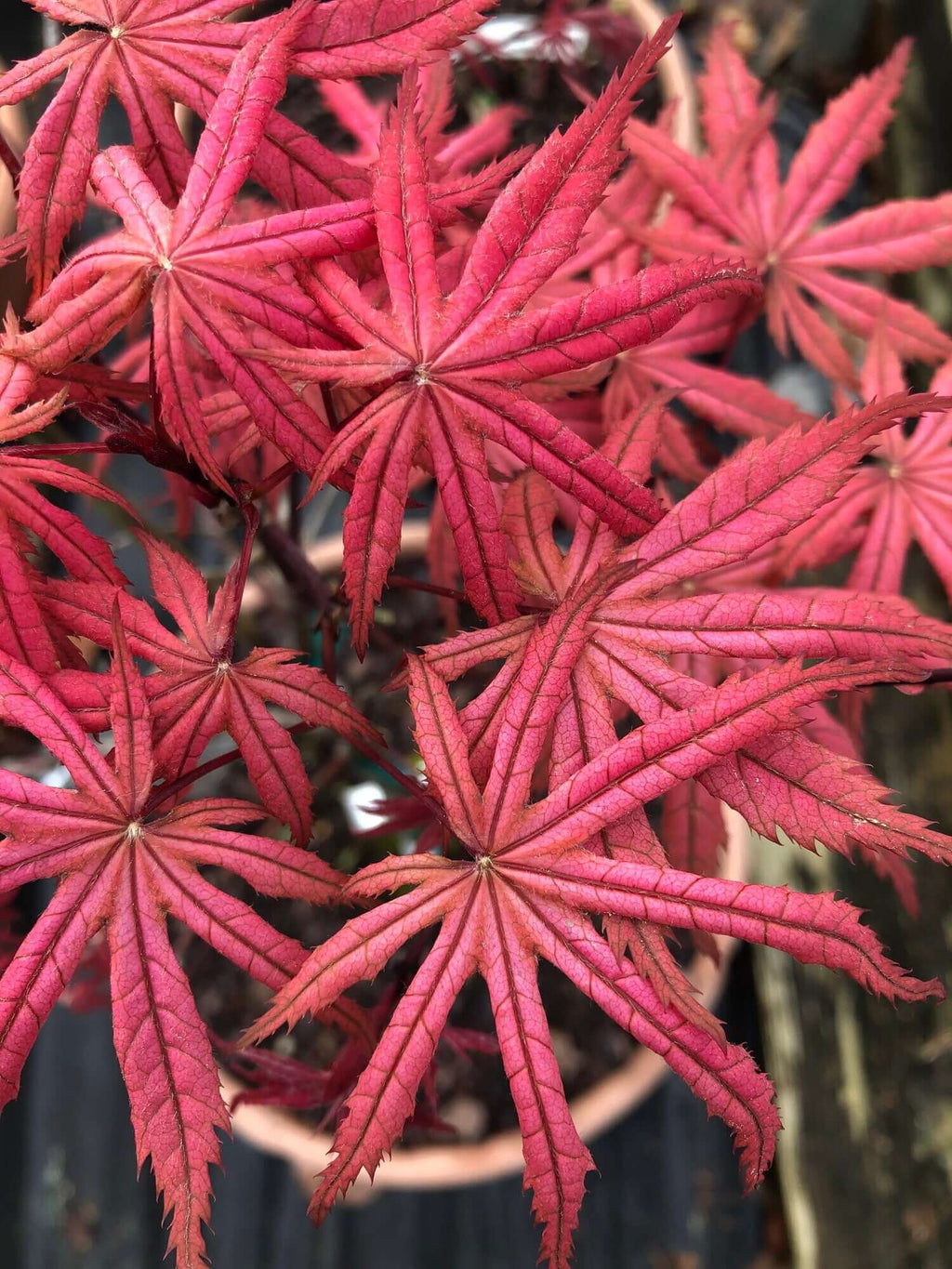 Acer palmatum 'Uncle Ghost' Reticulated Japanese Maple – Maple Ridge ...