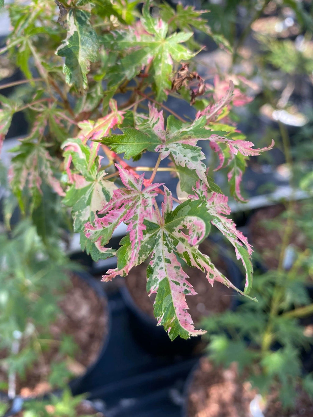 Acer palmatum 'Uzen nishiki' Variegated Japanese Maple – Maple Ridge ...