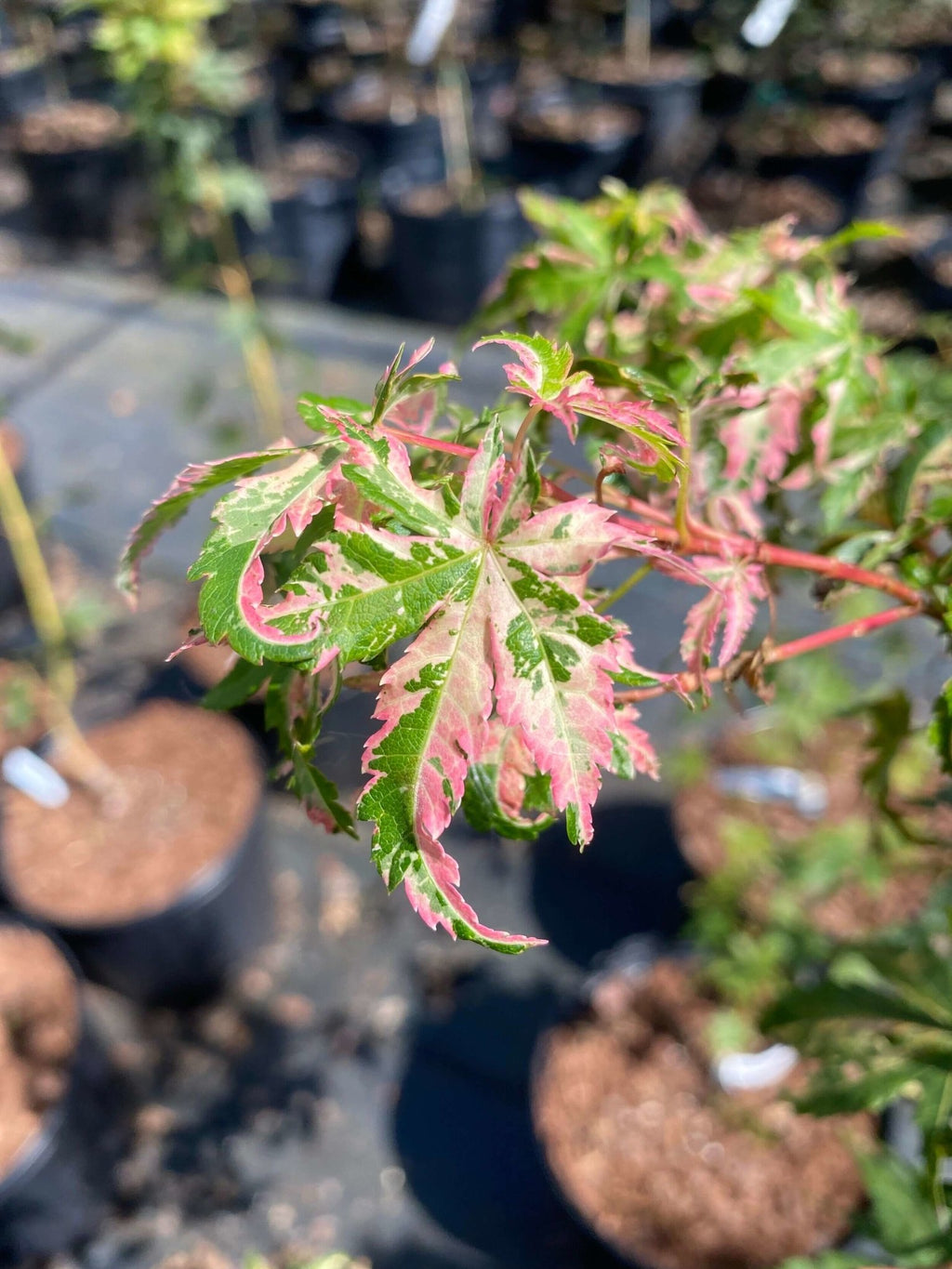 Acer palmatum 'Uzen nishiki' Variegated Japanese Maple – Maple Ridge ...