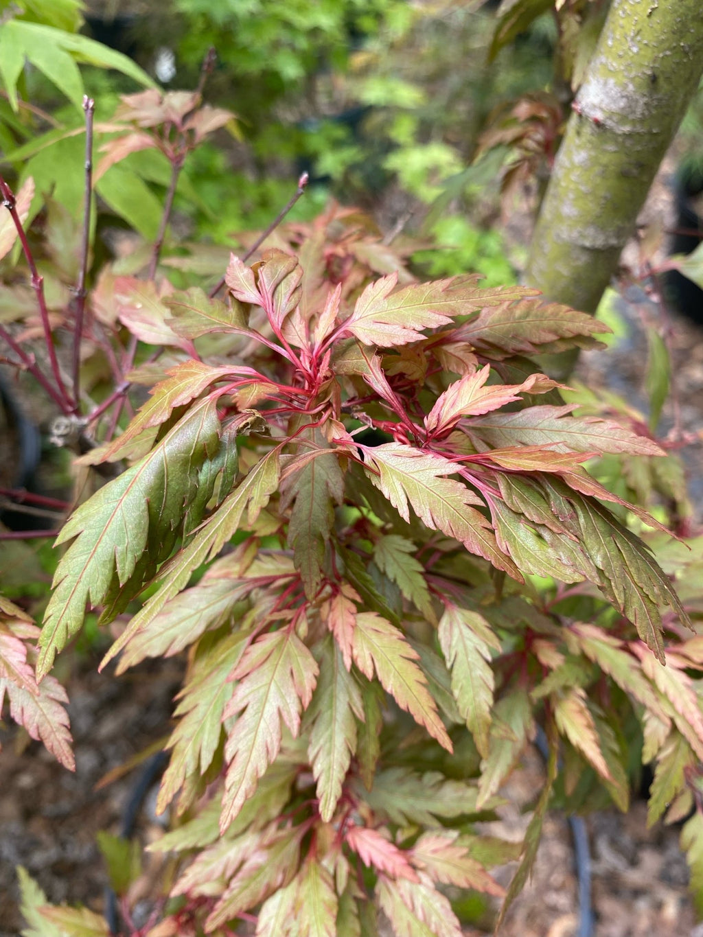 Acer palmatum 'Verkade's Jacus Potus' Feather Leaf Japanese Maple ...