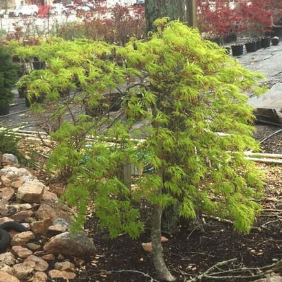 Acer palmatum 'Waterfall' Dwarf Japanese Maple – Maple Ridge Nursery