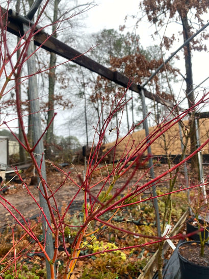 Acer palmatum 'Winter Red' Coral Bark Japanese Maple – Maple Ridge Nursery