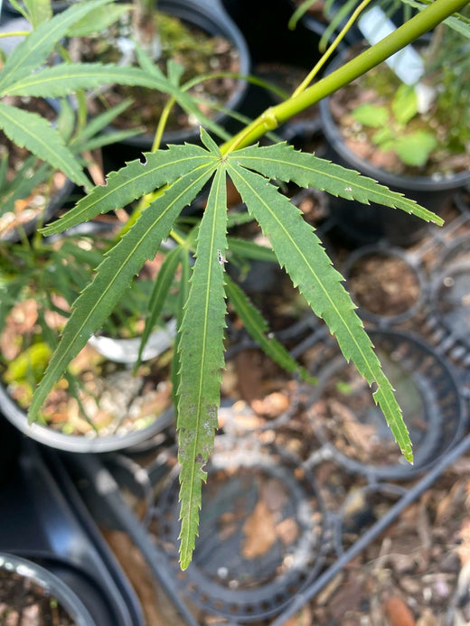 Acer palmatum 'Yellow Threads' Thread Leaf Japanese Maple – Maple Ridge ...