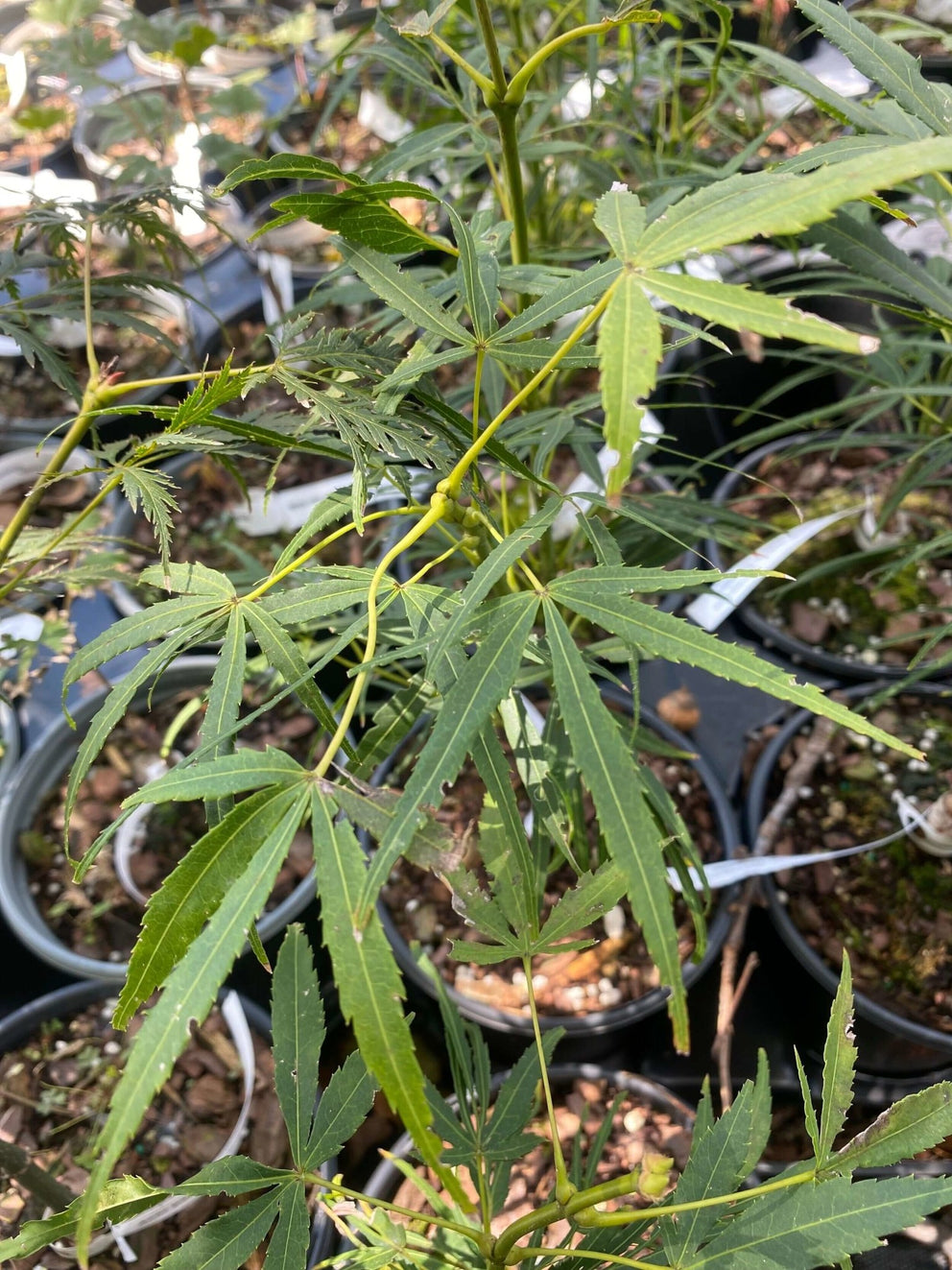 Acer palmatum 'Yellow Threads' Thread Leaf Japanese Maple – Maple Ridge ...