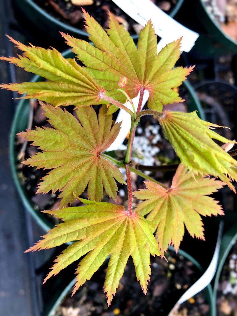 Acer shirasawanum 'Autumn Moon' Full Moon Japanese Maple – Maple Ridge ...