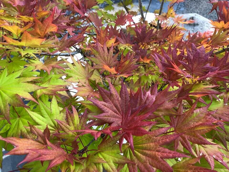 Acer shirasawanum 'Moonrise' Full Moon Japanese Maple – Maple Ridge Nursery