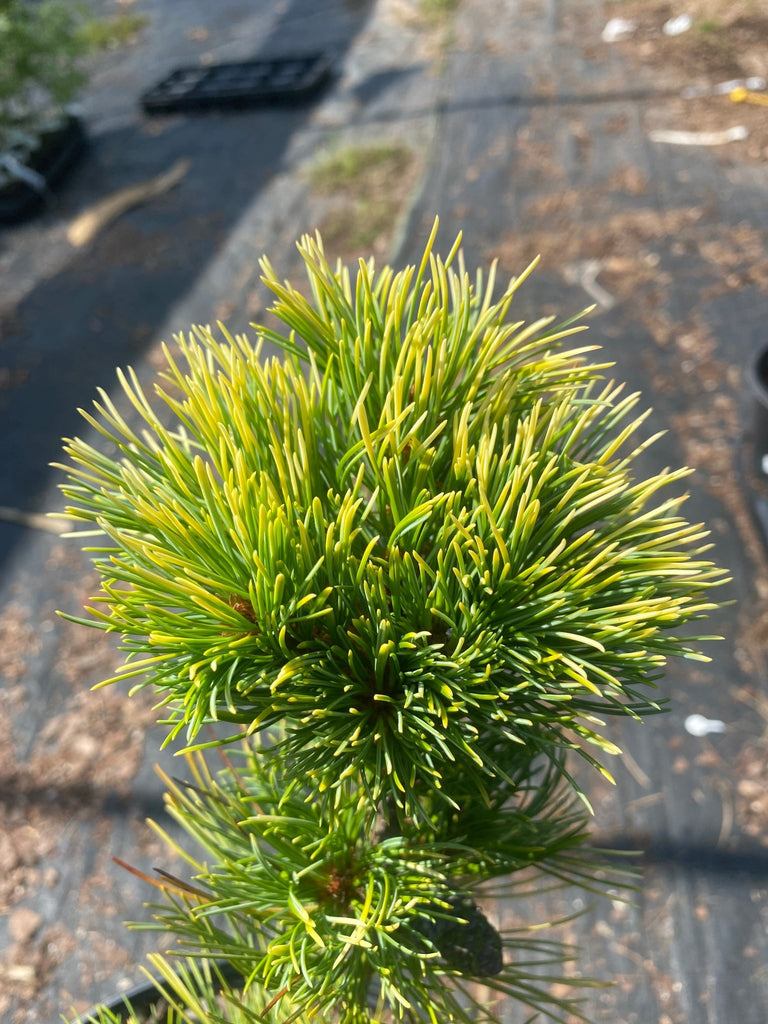 Shop Conifers – Maple Ridge Nursery