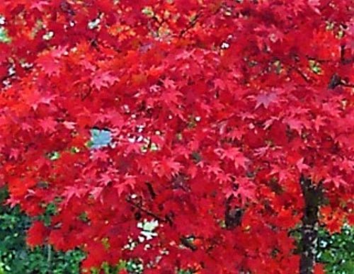Red Japanese Maple Bundle – Maple Ridge Nursery